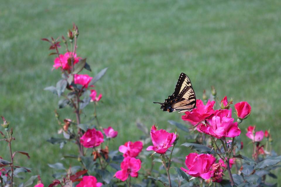 Why do we need the trees | Benefits of Tree Plantation ~ Maryam