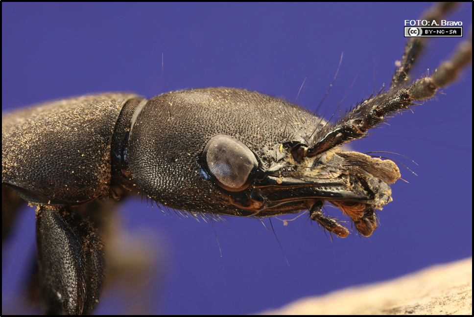 FAUNA AUXILIAR: FAMILIA STAPHYLINIDAE