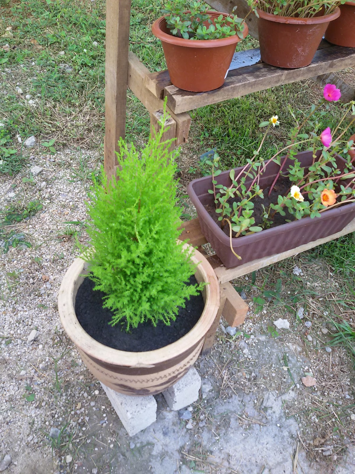 HOBI BARU 2017: TANAM POKOK BUNGA