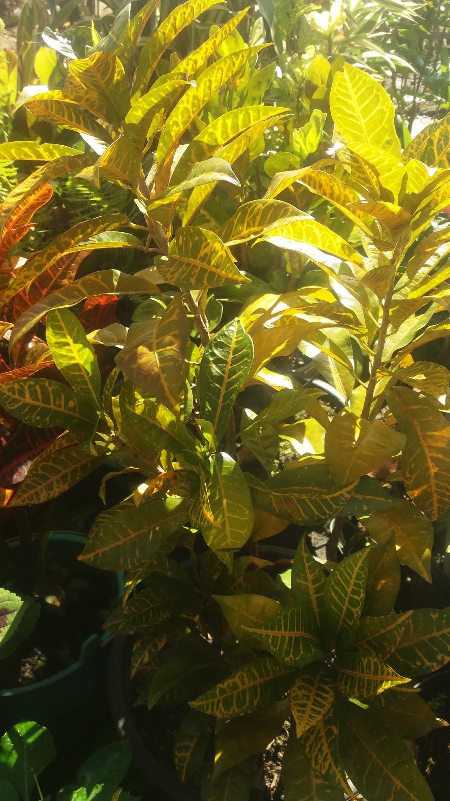 Mengenal Bunga Puring