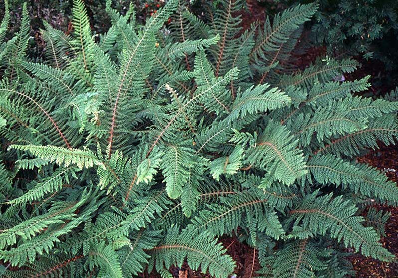 Beechwood Landscape Architecture and Construction: Featured Plant of ...