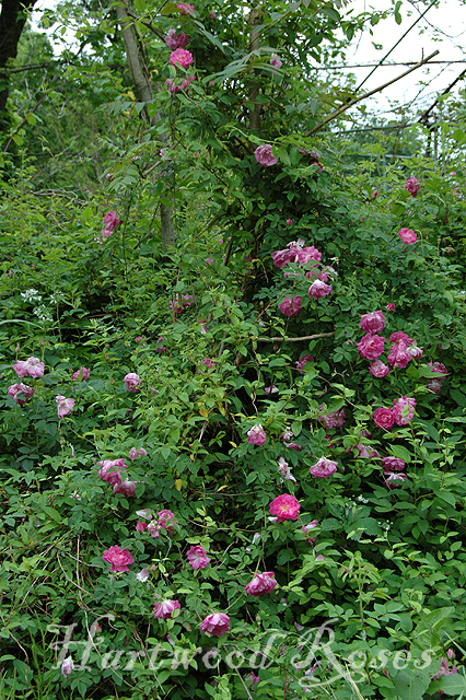 Hartwood Roses: My First Rose Rustle of the Year
