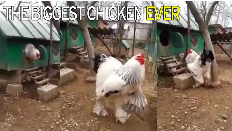 "Man In A Costume"; See Incredible Photos Of The 'World's Biggest ...