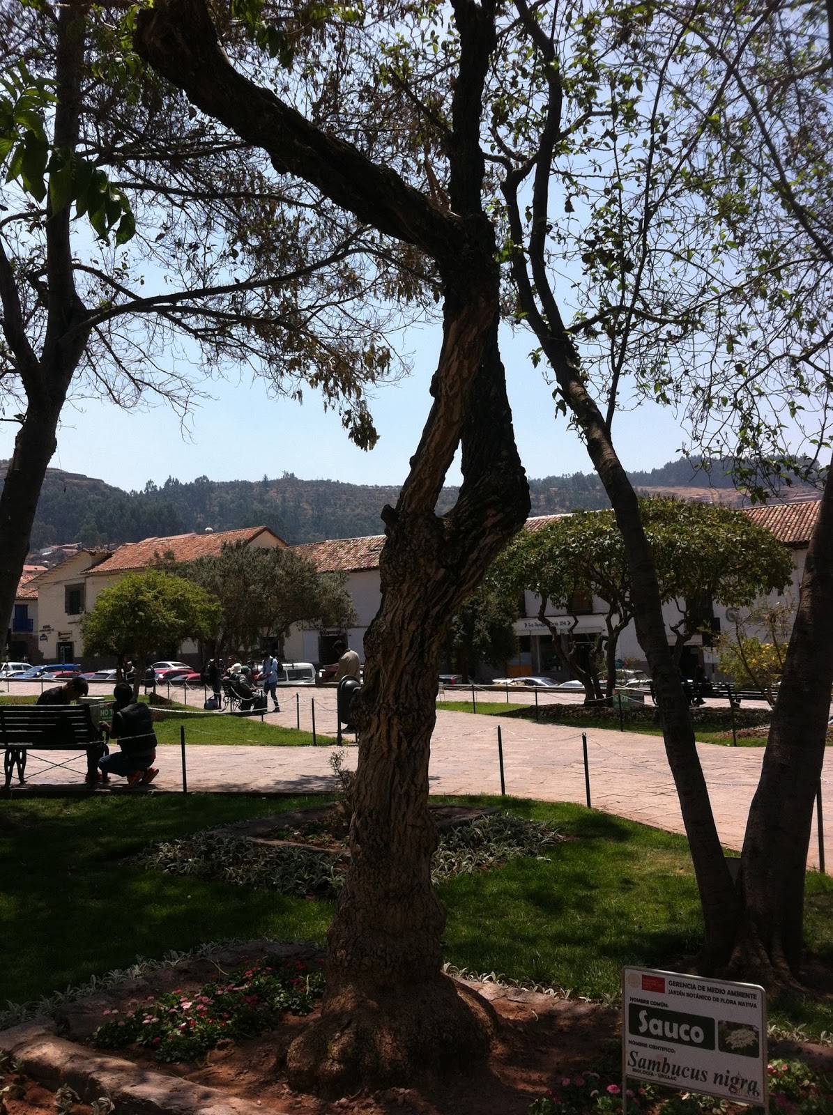 guia Cusco Peru: JARDIN BOTANICO DE LA PLAZA SAN FRANCISCO - PLANTAS DE ...