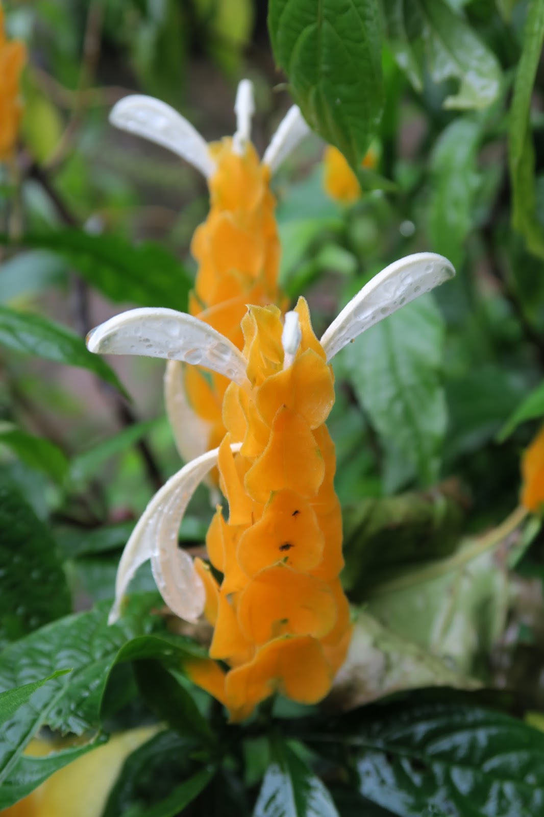 Kleyns In The Philippines: * Flowers (Mga Bulaklak) 2