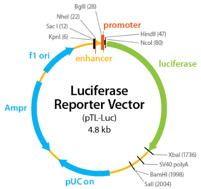 Structure of p73 DNA binding domain tetramer: Transactivation Activity