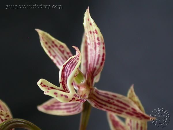 Álbum de Fotos: Nomes de orquideas.