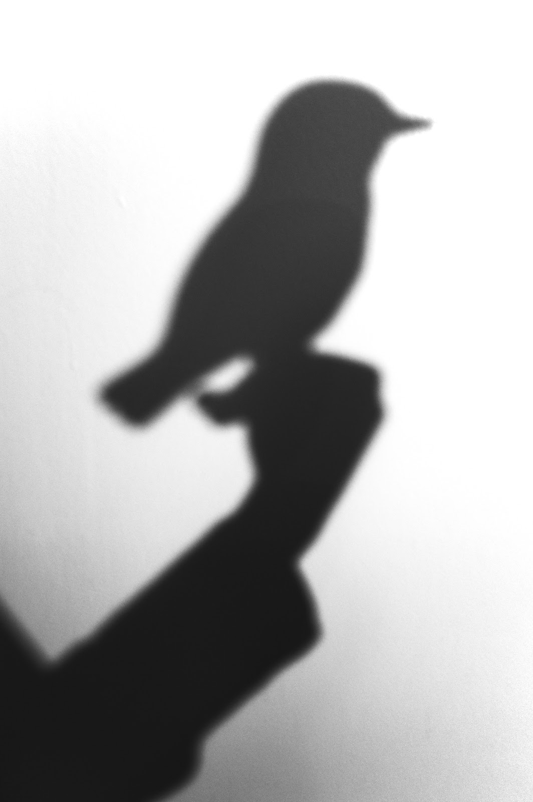 Paulina Pikulinski Photography: Shadow Play