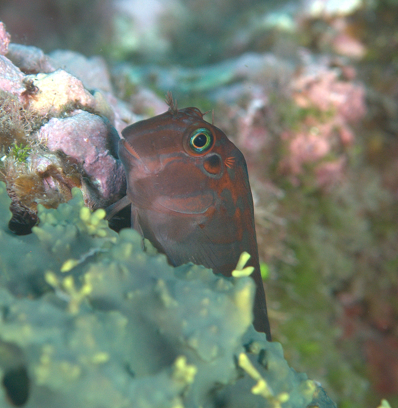 The Best of Underpressure Photography: Panamic Fanged Blenny/ Bay ...