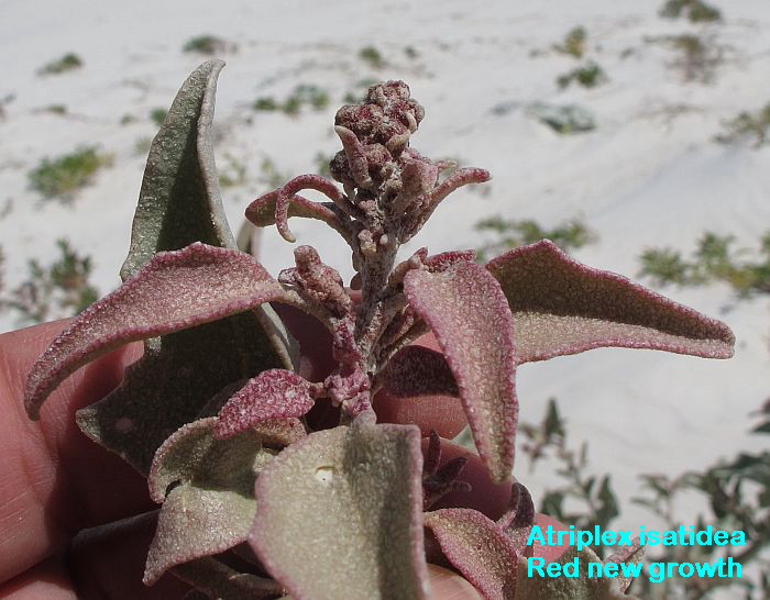 Esperance Wildflowers: Atriplex isatidea - Coast Saltbush