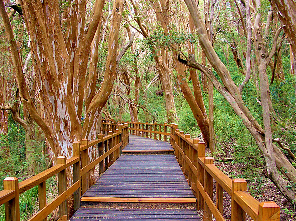 Los Arrayanes National Park was created in order to preserve a singular ...