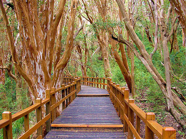 Los Arrayanes National Park was created in order to preserve a singular ...