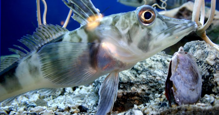 Icefish - Fishes World - HD Images & Free Photos