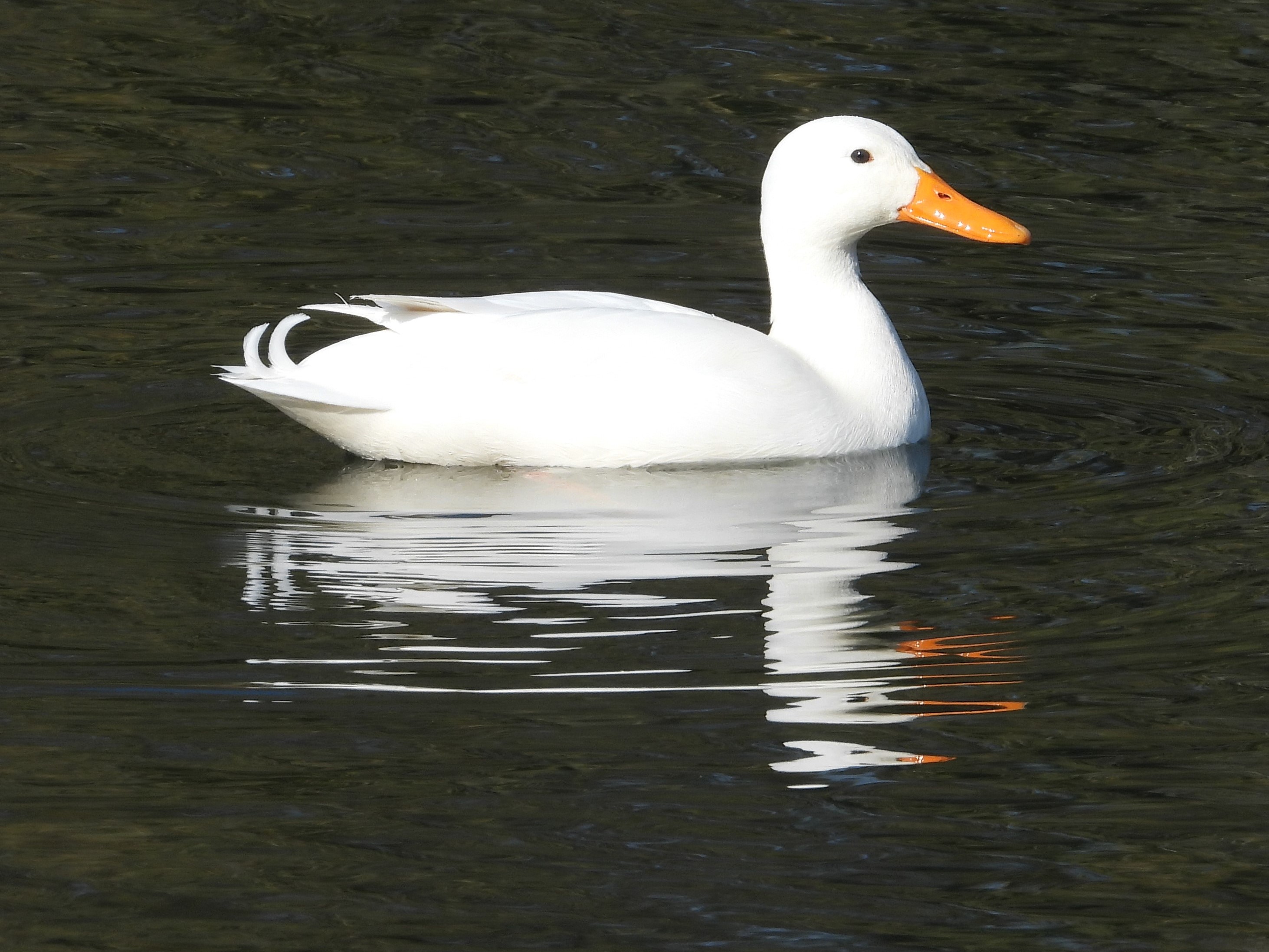 Les Ulis, pays des Merveilles?: HISTOIRE D'UN CANARD BLANC NE AU PARC ...
