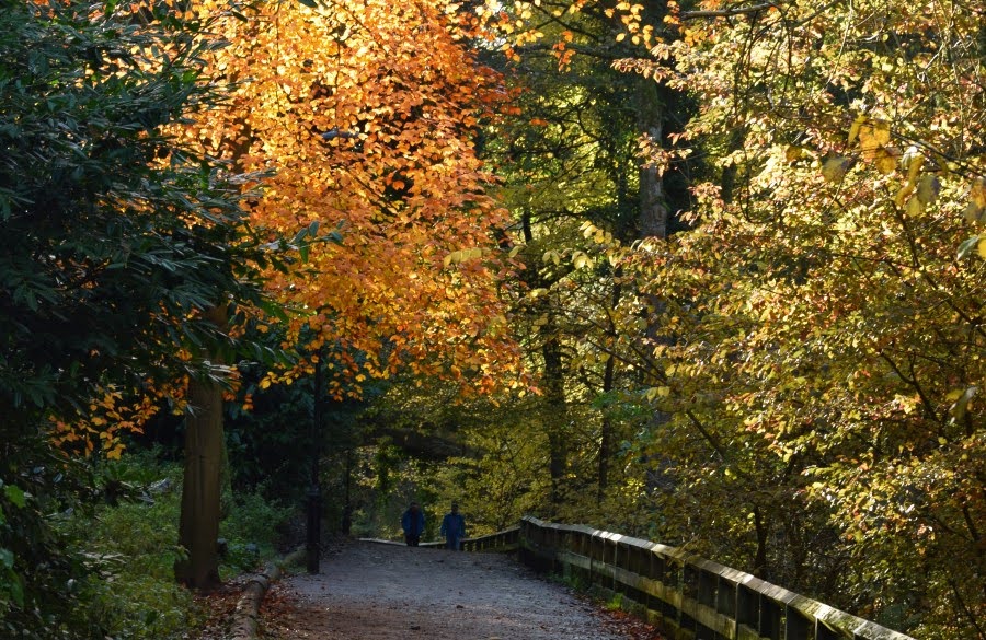 Photographs Of Newcastle: Jesmond Dene