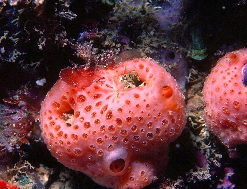 Artes de Pesca: DEMOSPONGE