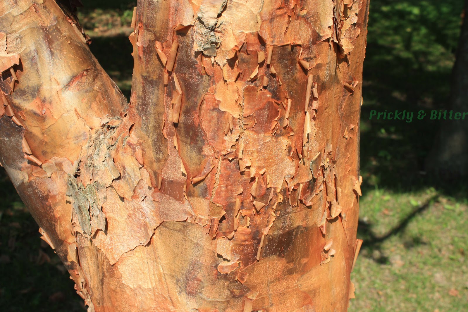 Prickly and Bitter: The maple with gold paper bark