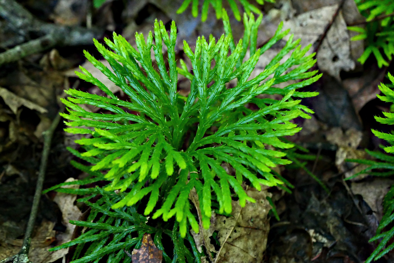 Another Side of this Life: June 2020