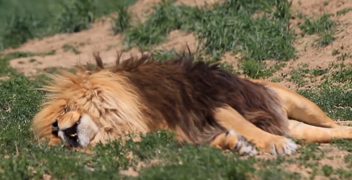 White Wolf : Lion Roars During Sleep Thanks to Wild Dreams (VIDEO)