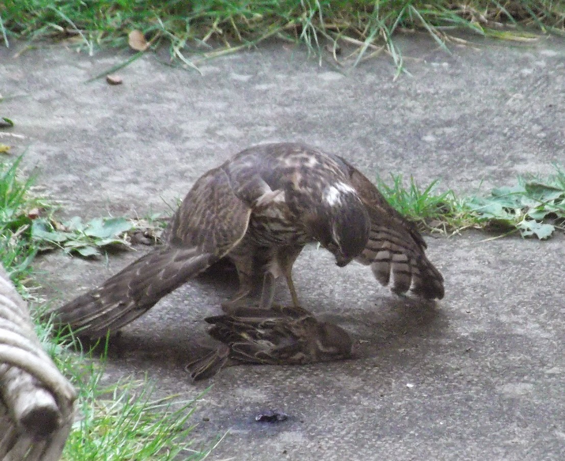 Sedge Warbler: Garden bird log for Longniddry, Lothian (to end 2020)