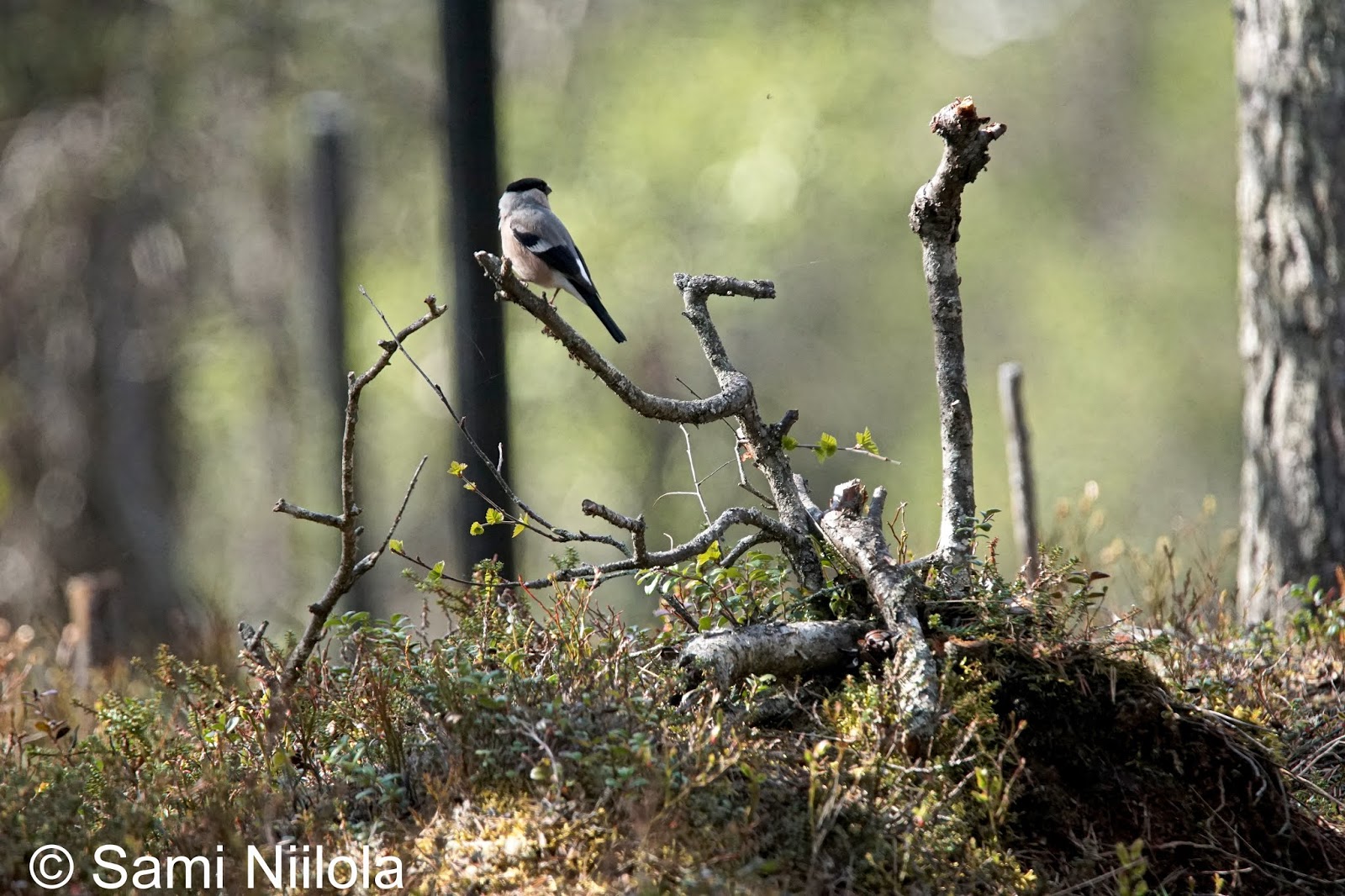 Samin luontokuvia nature photos: PUNATULKKU (Pyrrhula pyrrhula)