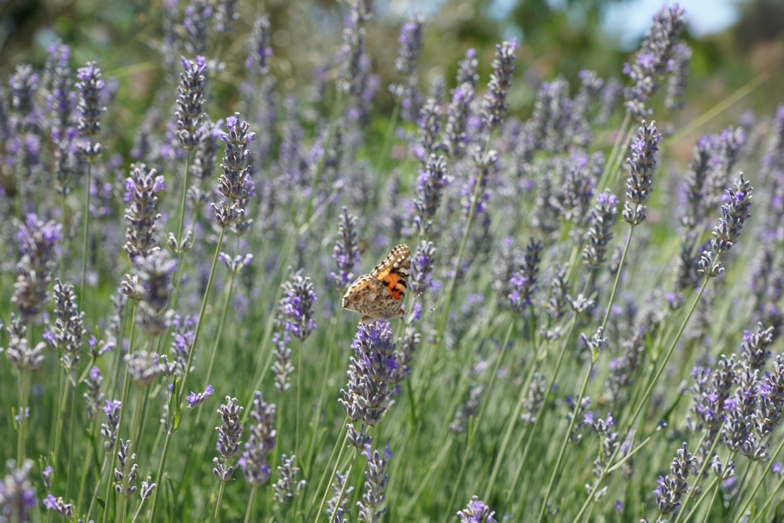 Lavender--The Ultimate Guide