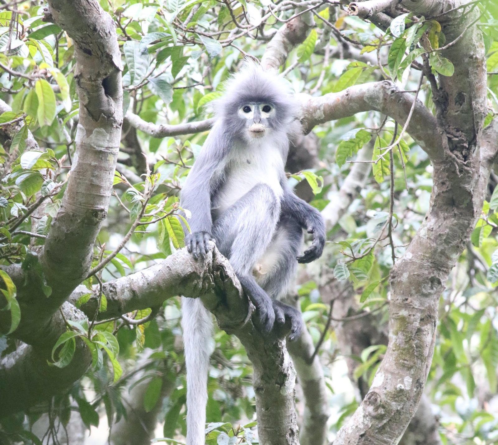 Species New to Science: [Mammalogy • 2020] Trachypithecus popa ...