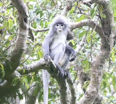 Species New to Science: [Mammalogy • 2020] Trachypithecus popa ...