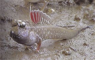 World's All Amazing Things, Pictures,Images And Wallpapers: Amazing Mud ...