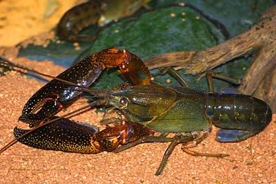 Cherax Quinquecarinatus ~ Crayfish | Crawfis | Huna | Lobster Galery