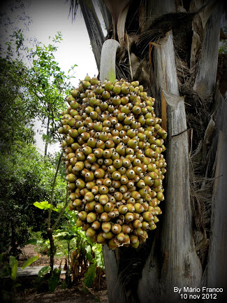 Meu Cantinho Verde: INAJÁ - ( Attalea maripa )