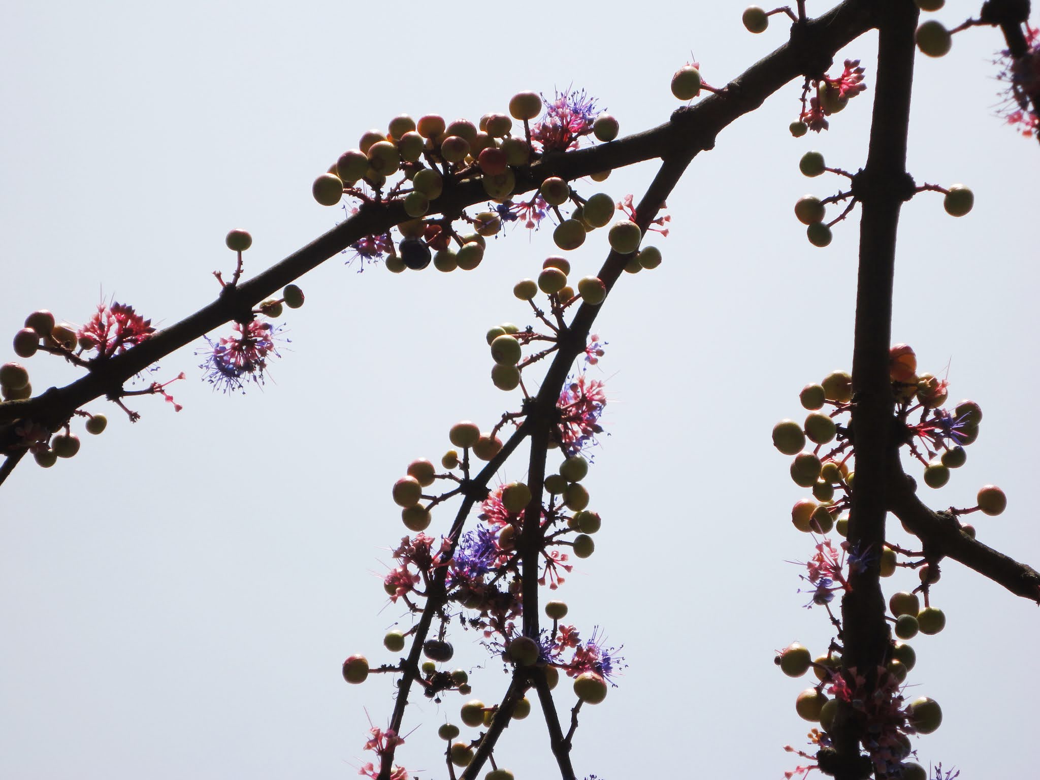 Onjon or Iron-wood tree, Memecylon edule