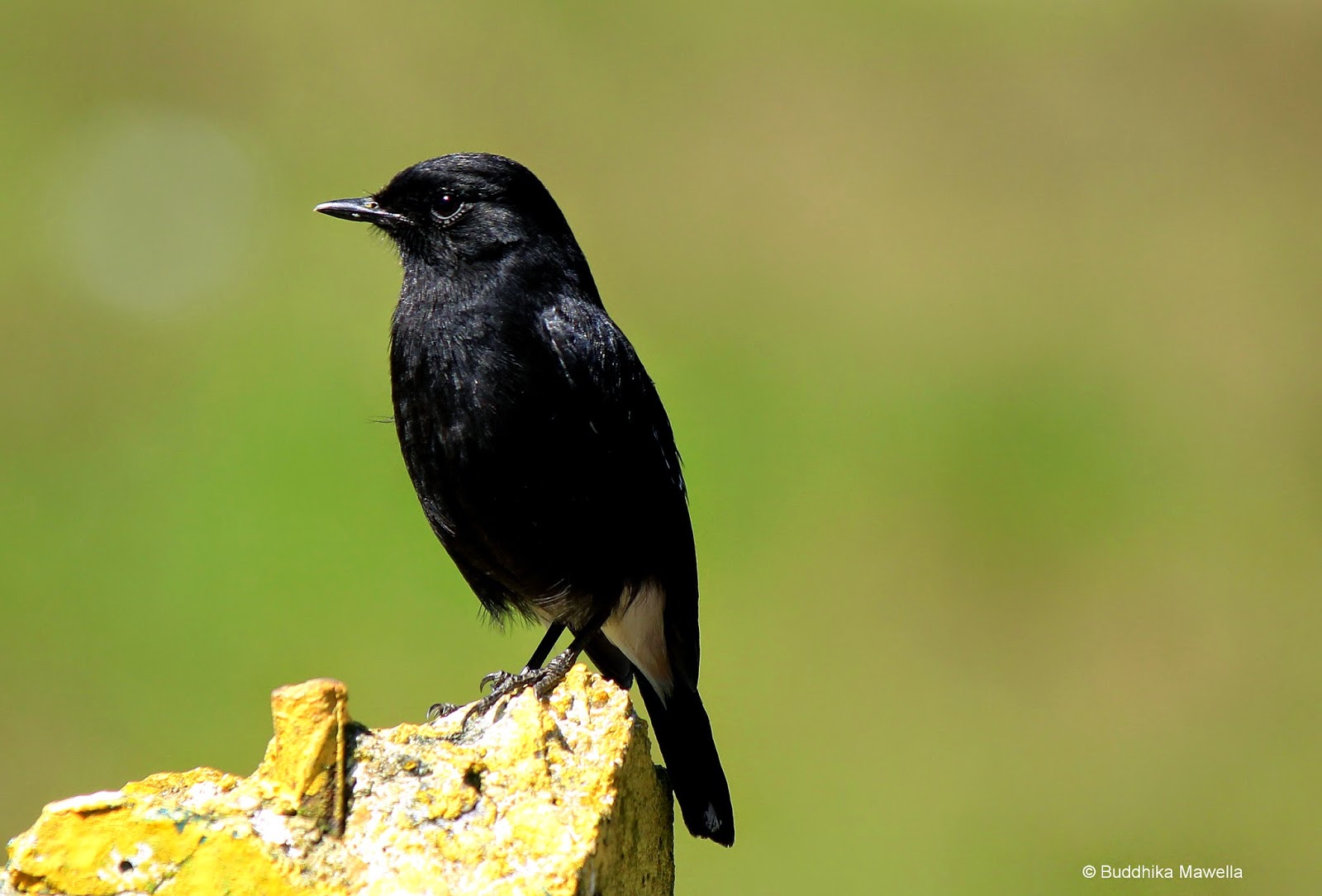 Lanka Nature Summary: Pied Bushchat (Saxicola caprata)