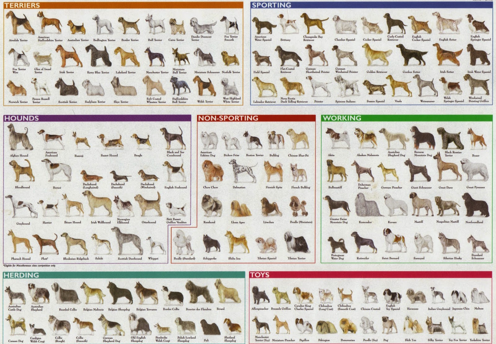 Dogs Events: All Dog Breed Chart