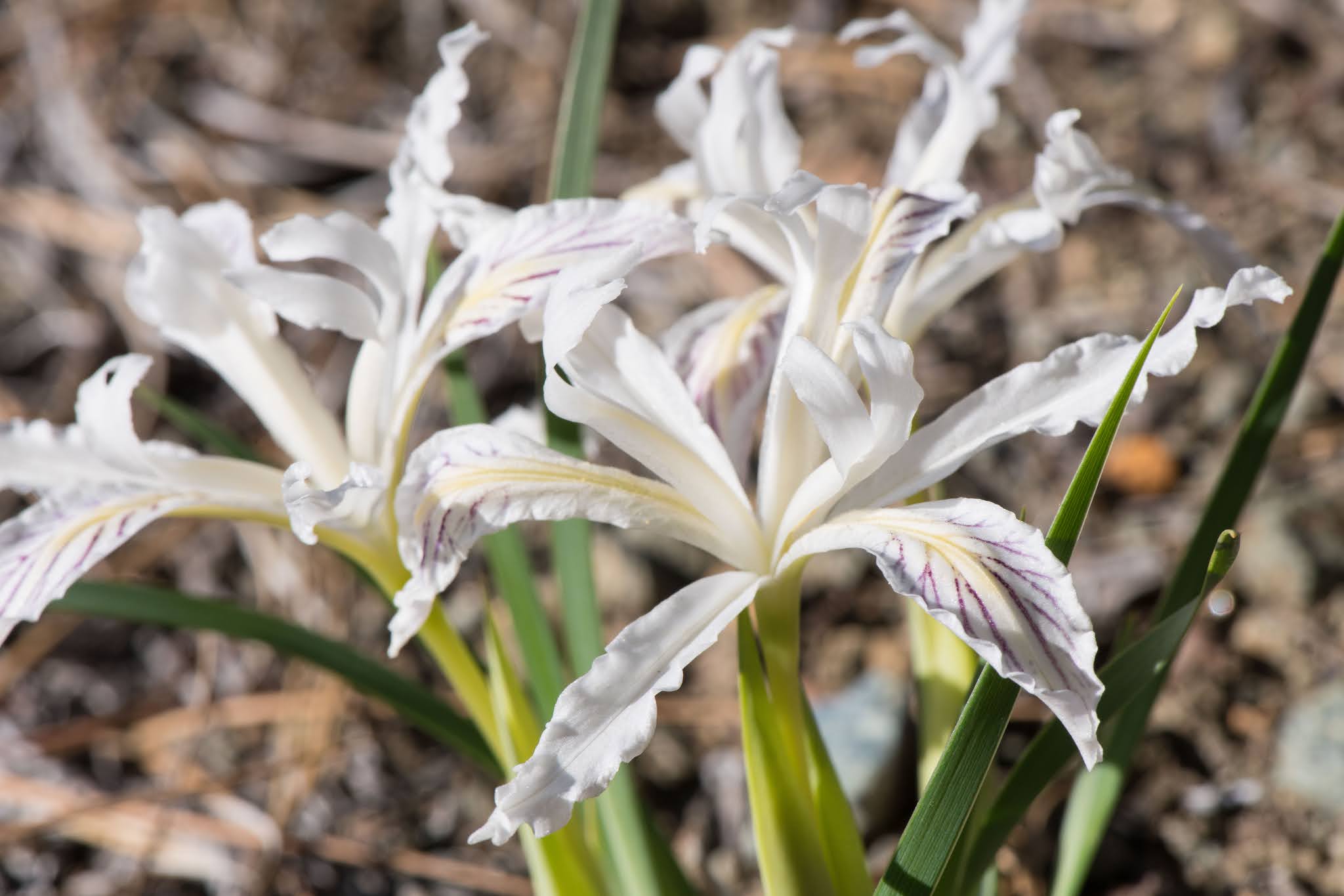 World of Irises: Wild Pacifica Irises in Northern California