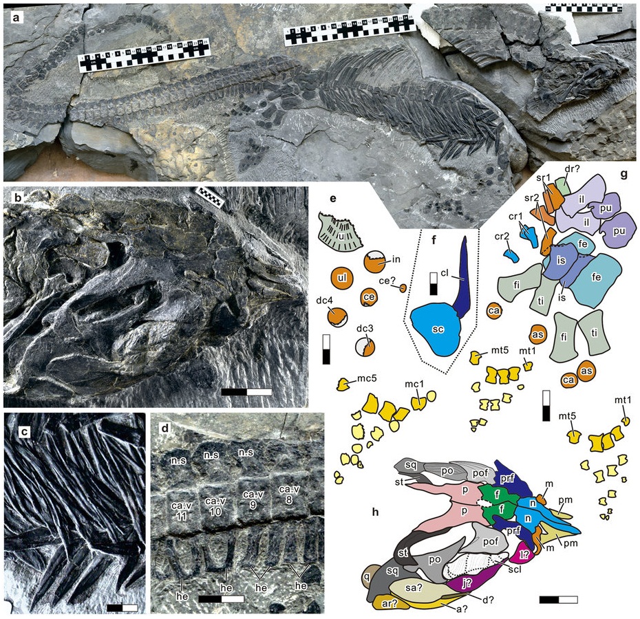 Species New to Science: [Paleontology • 2016] Sclerocormus parviceps ...