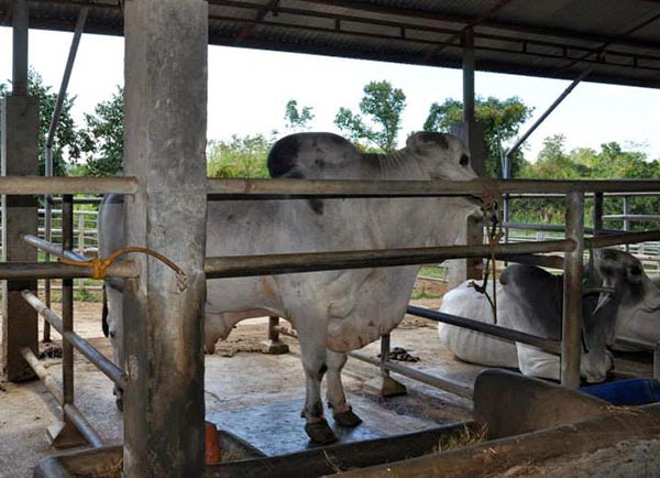 Introduction to Cattle Production Technologies