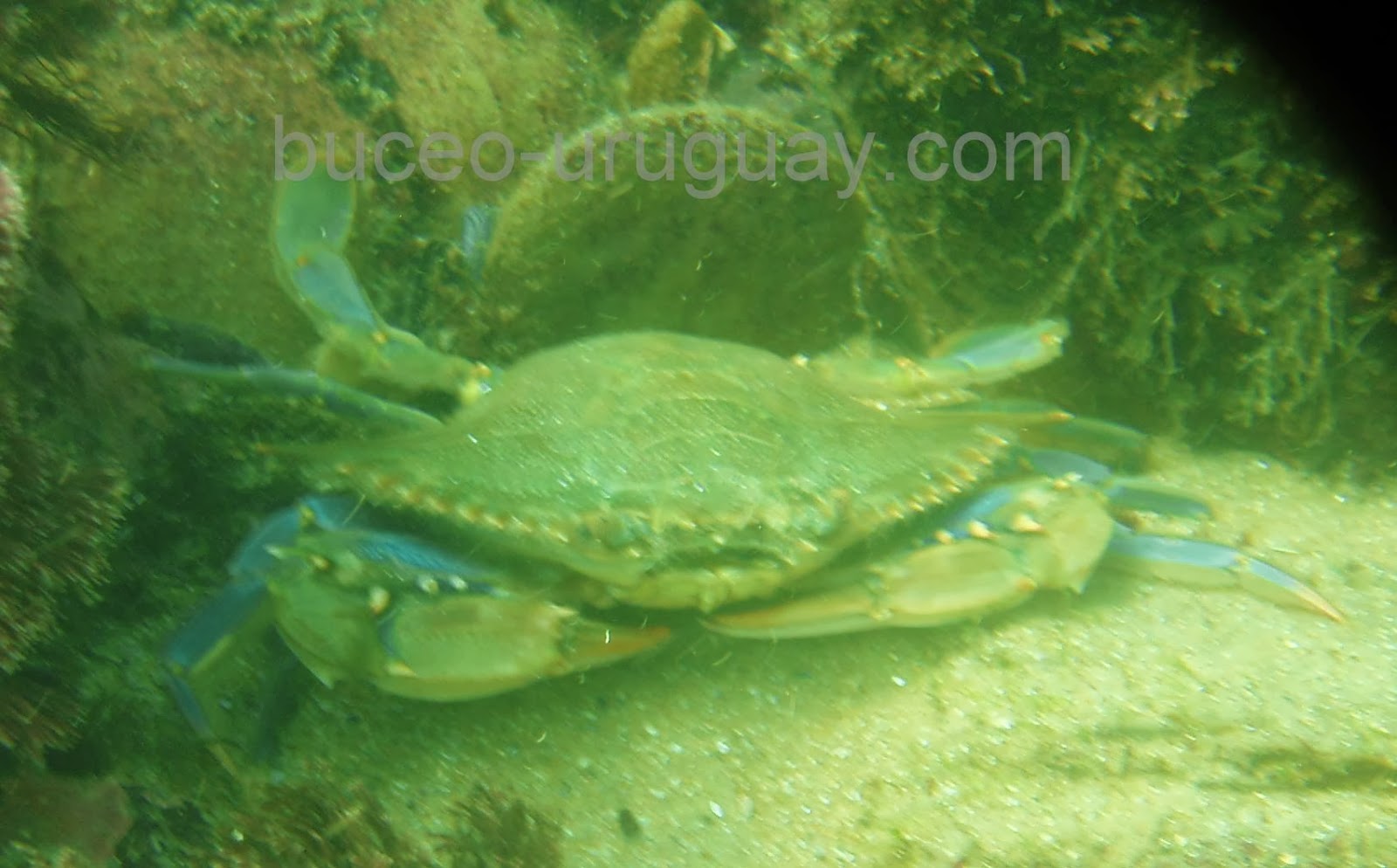 BUCEO URUGUAY: EL Sirí o Cangrejo Azul (Callinectes sapidus)