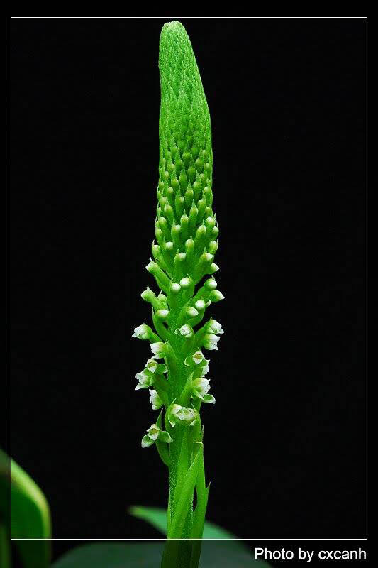 Goodyera procera (Ker Gawl.) Hook.