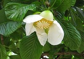 13 Khasiat Tanaman Simpur Untuk Kesehatan dan Kecantikan | Khasiat