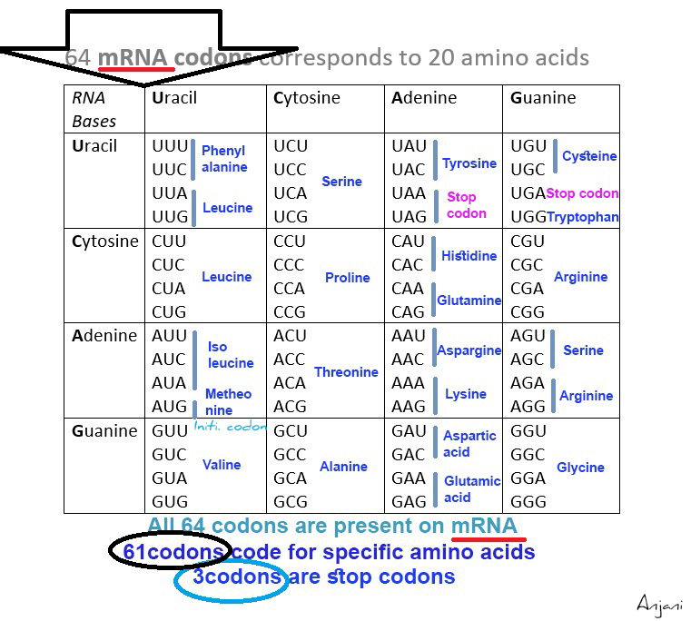 Science Doing: Genetic code, Codon, Anti Codon, expression in ...
