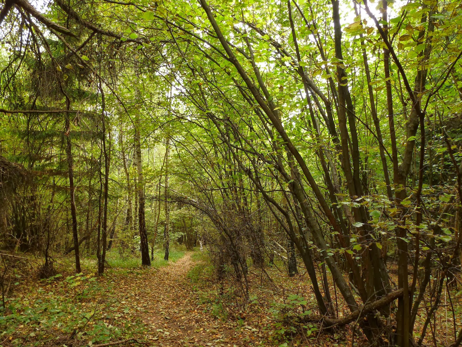 Dream it. Do it. Don't miss the experience!: Trees and forests in Slovakia