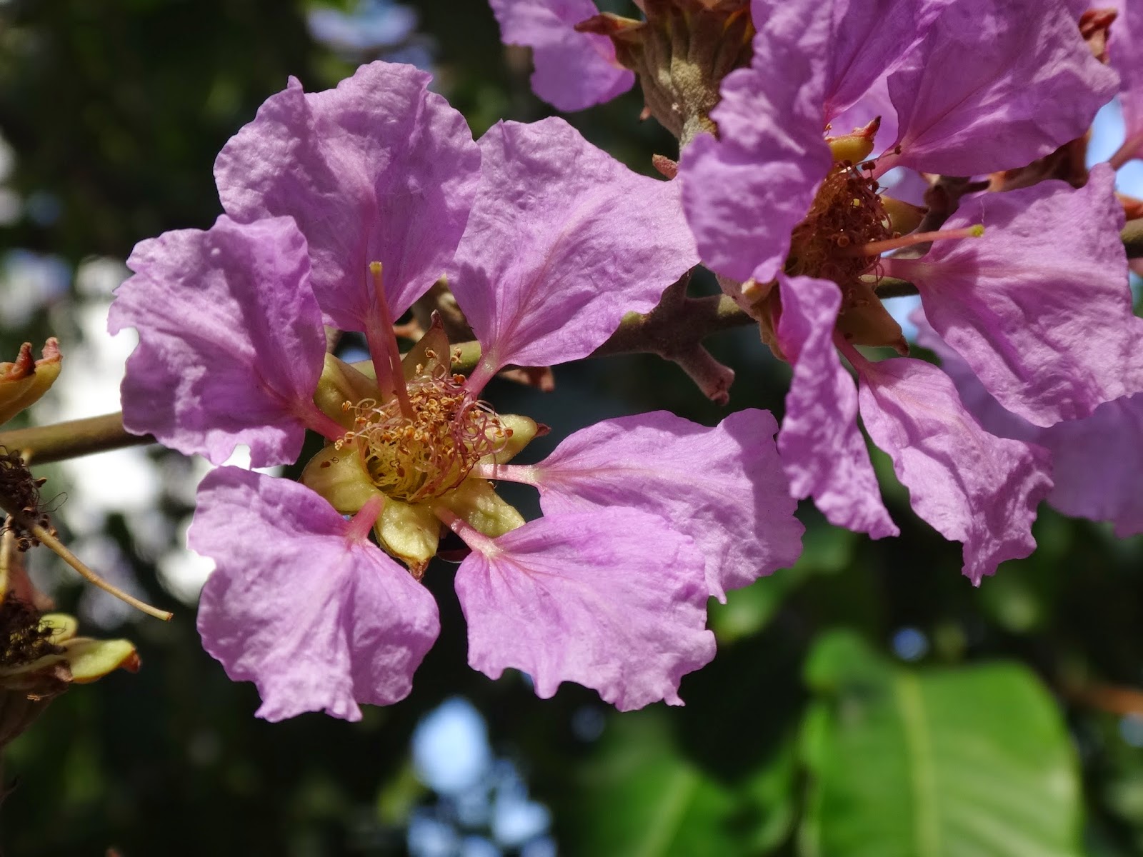 Uma flor por dia: Resedá-gigante