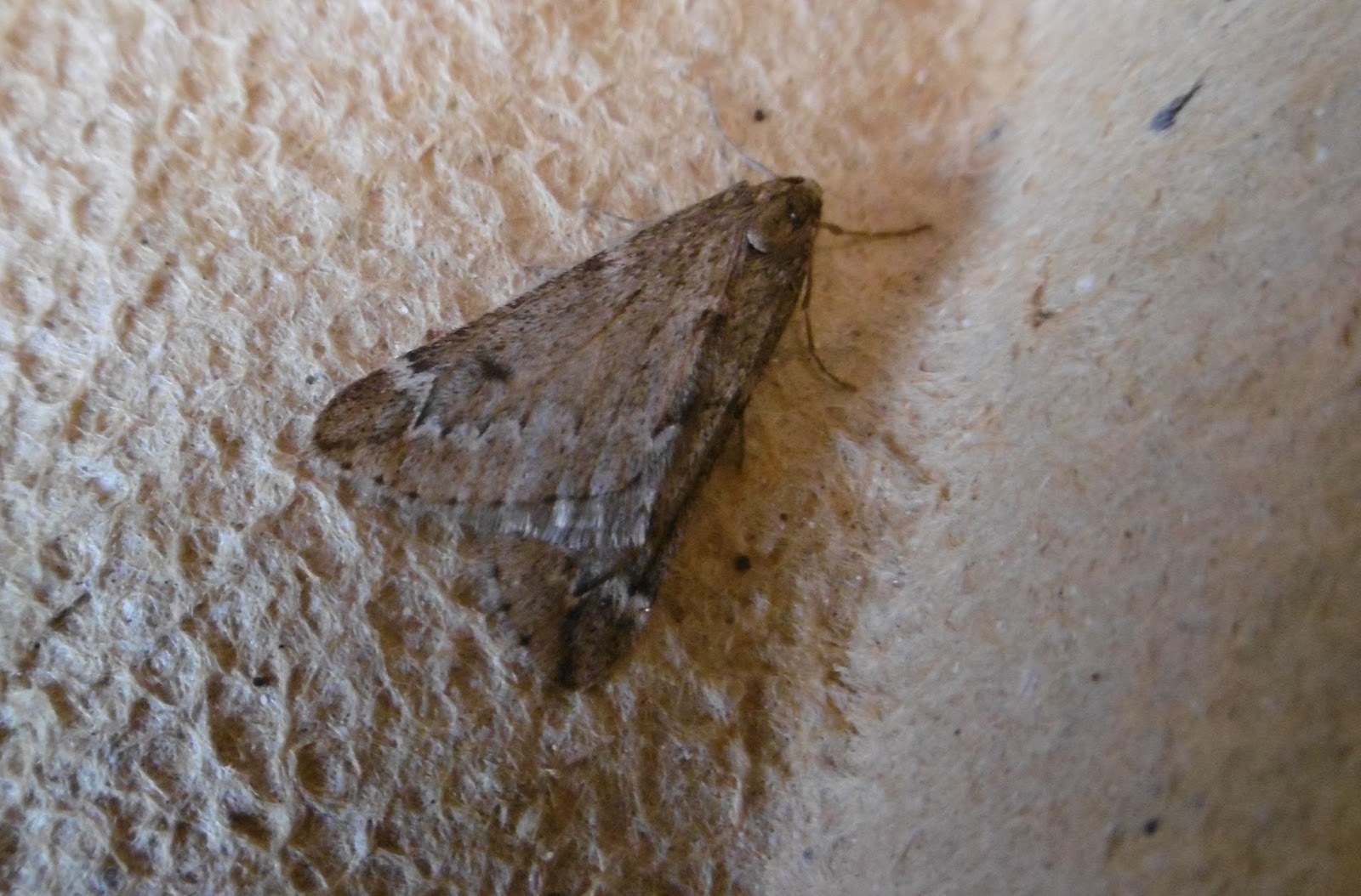 Martin's Moths: On cue; a friendly moth