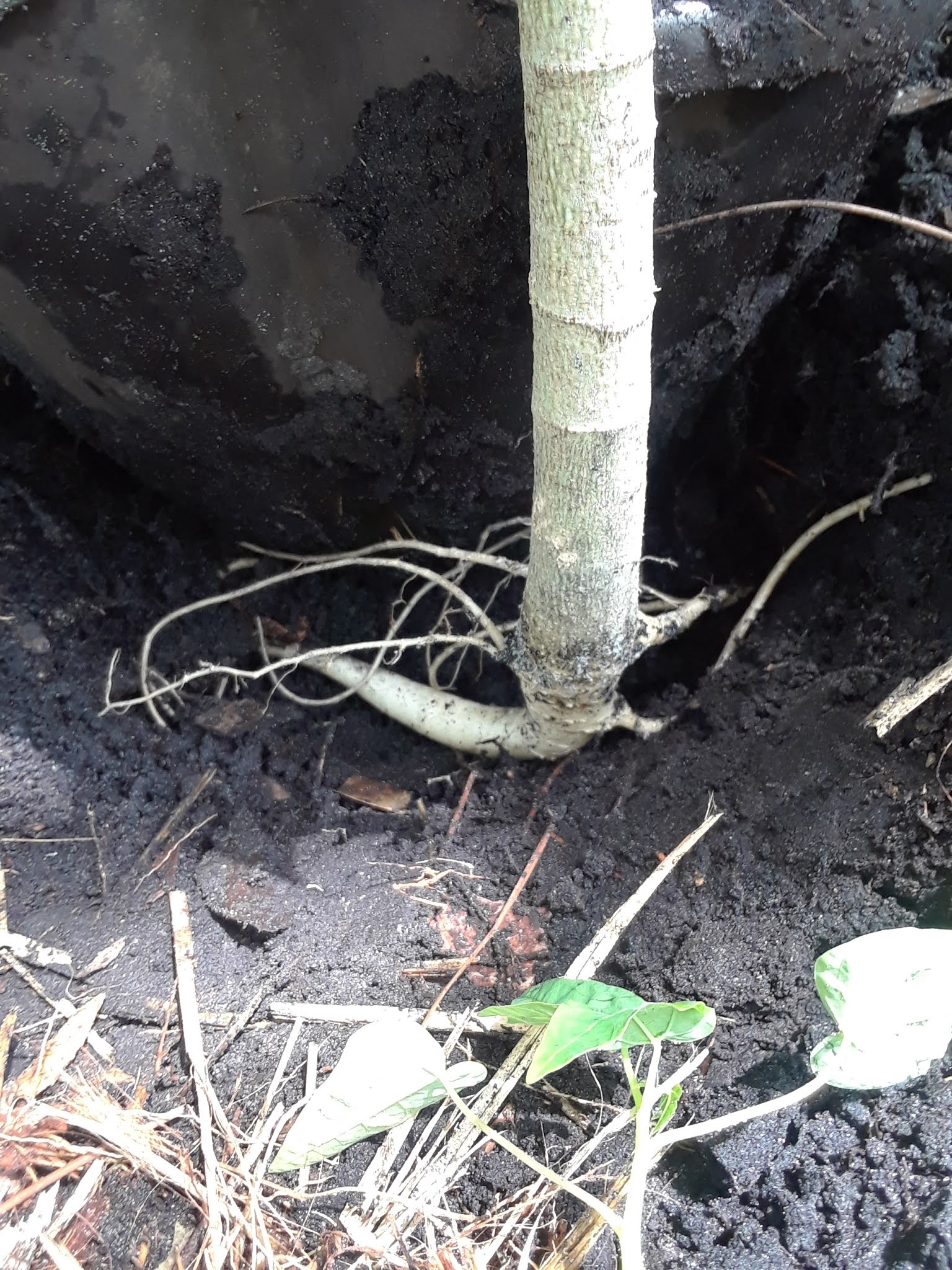 How To Grow Papaya From Seeds