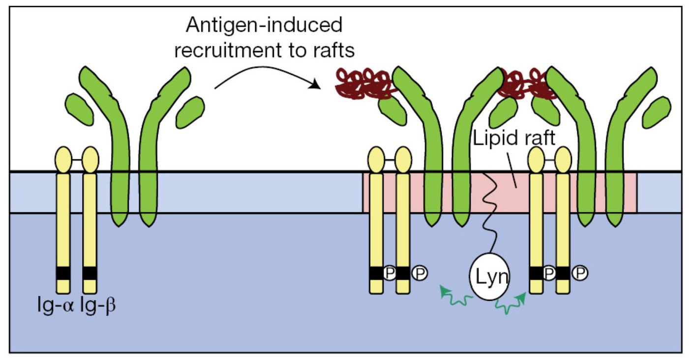 THE NATURE OF B‐CELL ACTIVATION - pediagenosis