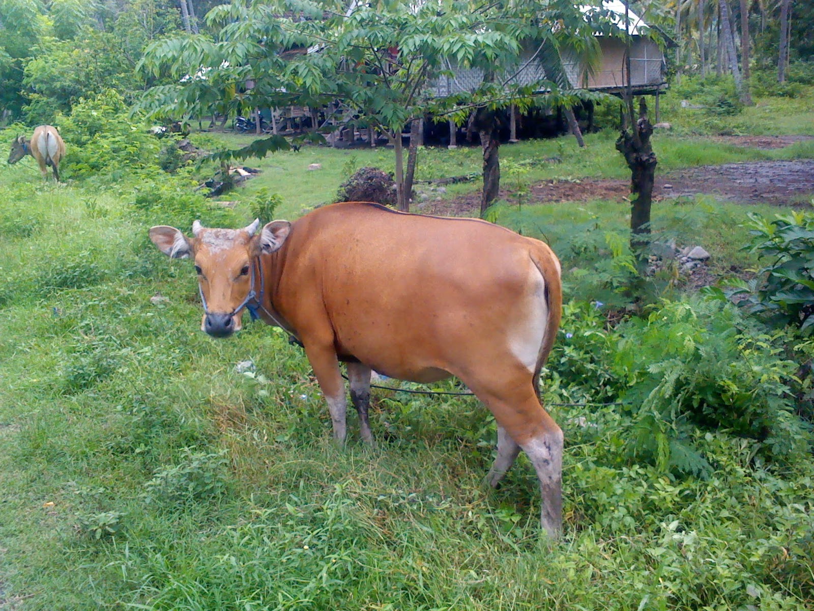 Sapi Sumbawa: Sapi sumbawa
