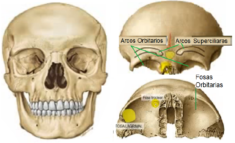 ÉRIKA MODA: EL OJO HUMANO Y LA VISTA