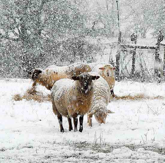 The Winter Lamb