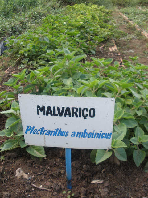 DEDO VERDE: Malvariço, Hortelã de folha grossa - Plectranthus ...